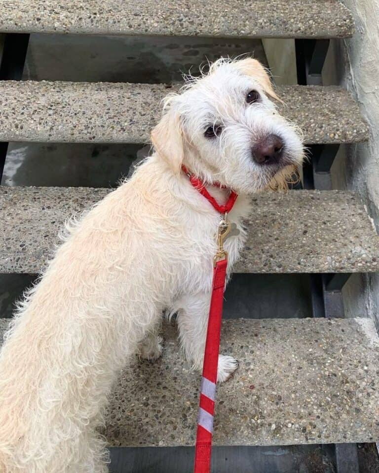 Pitbull Poodle Mix: Breed Information, Pictures, Traits & Facts