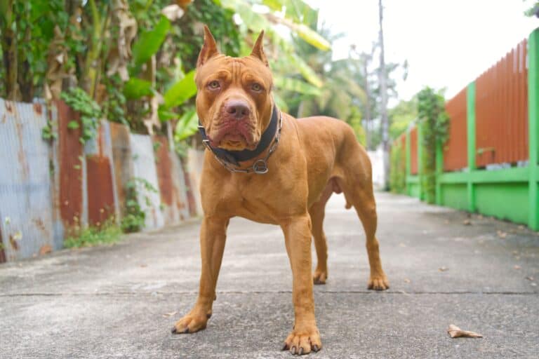 10 Best Pitbull Breeders (2026 Updated) - Happy Dog Breeds