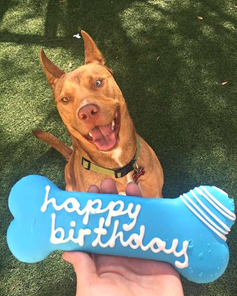 Pitbull Wolf Mix: Info, Pictures, Traits, Controversy & Facts