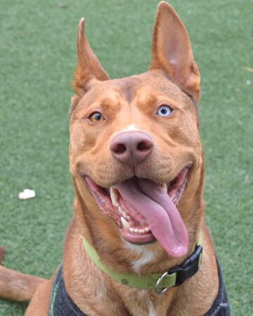 Pitbull Wolf Mix: Info, Pictures, Traits, Controversy & Facts