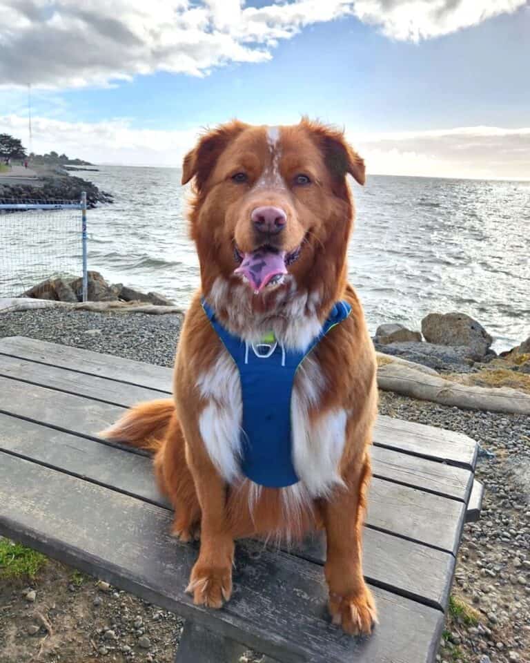 Pitbull Chow Mix (Pitchow): Info, Pictures, Traits & Facts