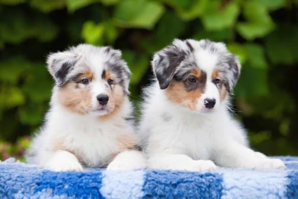10 Best Australian Shepherd Breeders (2025 Updated)