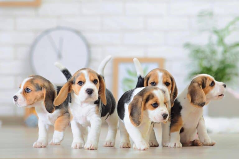 10 Best Beagle Breeders (2025 Updated) - Happy Dog Breeds