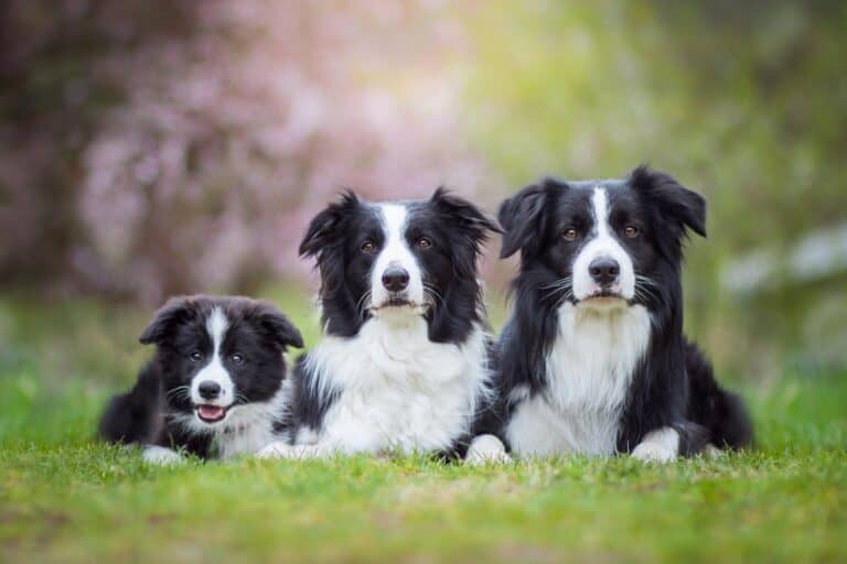 10 Best Border Collie Breeders (2025 Updated)