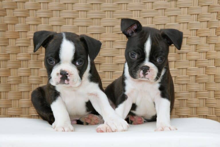 10 Best Boston Terrier Breeders (2026 Updated)