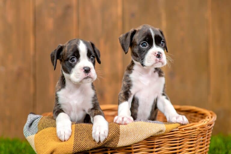 10 Best Boxer Dog Breeders (2026 Updated)