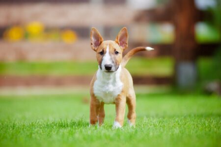 10 Best Bull Terrier Breeders (2026 Updated)