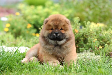 10 Best Chow Chow Breeders (2025 Updated)