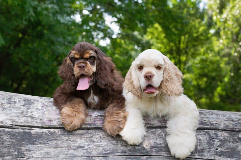 10 Best Cocker Spaniel Breeders (2025 Updated)