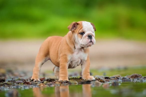 10 Best English Bulldog Breeders (2026 Updated)