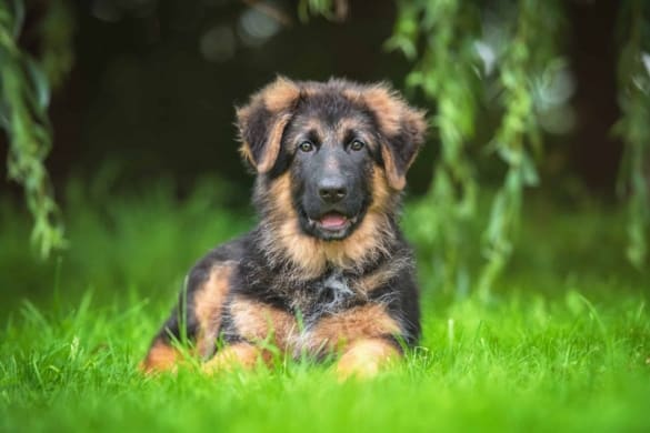 10 Best German Shepherd Breeders (2026 Updated)