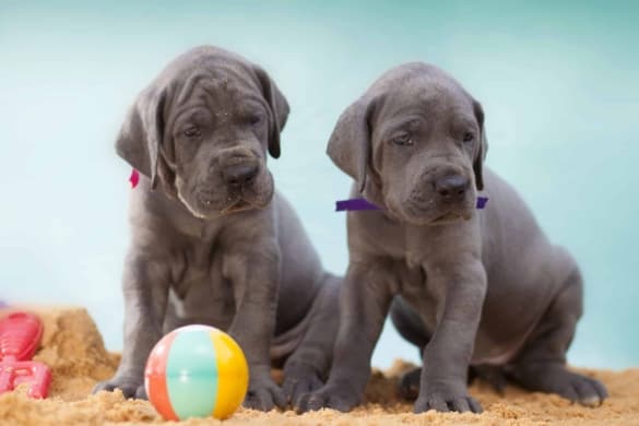 10 Best Great Dane Breeders (2025 Updated)