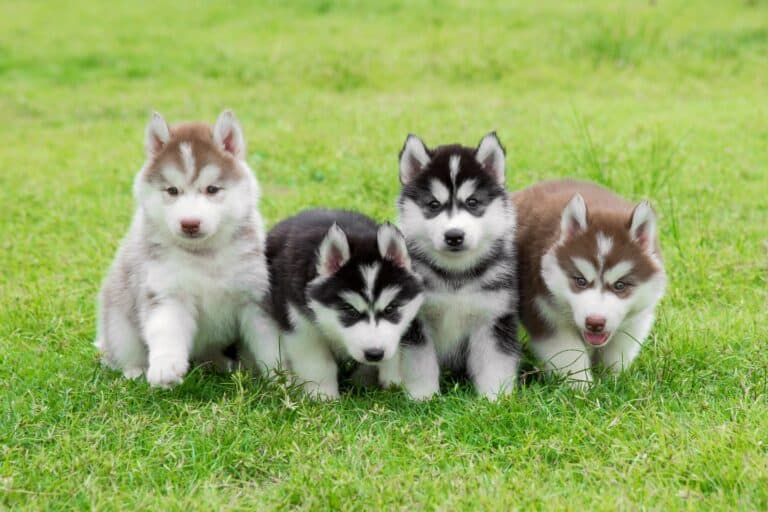 10 Best Siberian Husky Breeders (2026 Updated)