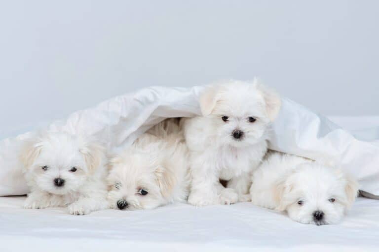 10 Best Maltese Breeders (2025 Updated) - Happy Dog Breeds