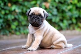 10 Best Pug Breeders (2025 Updated) - Happy Dog Breeds