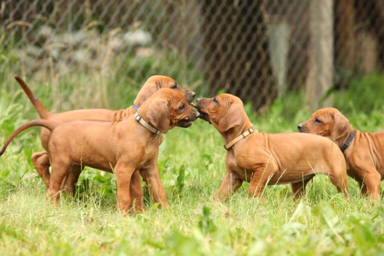 10 Best Rhodesian Ridgeback Breeders (2025 Updated)