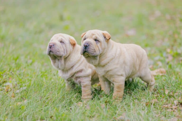 10 Best Shar-Pei Breeders (2025 Updated) - Happy Dog Breeds