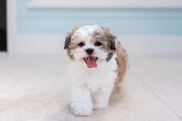 10 Best Shih Tzu Breeders (2025 Updated) - Happy Dog Breeds