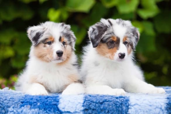 How Much Does an Australian Shepherd Cost? (2025 Updated)