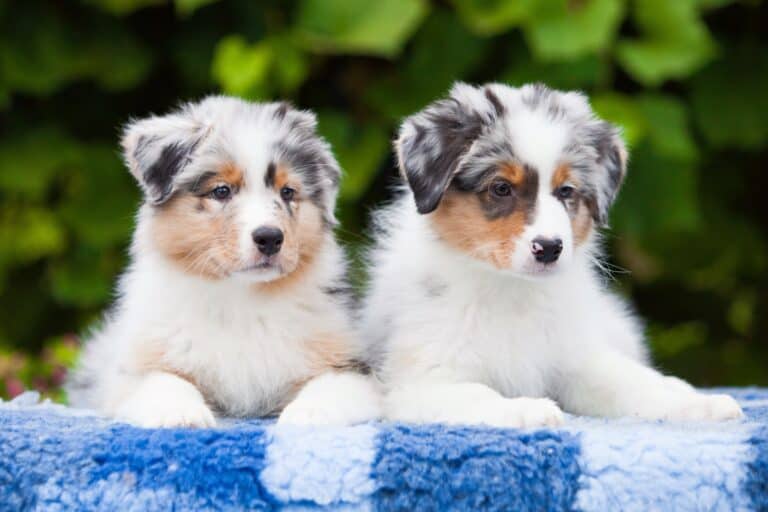 How Much Does an Australian Shepherd Cost? (2025 Updated)