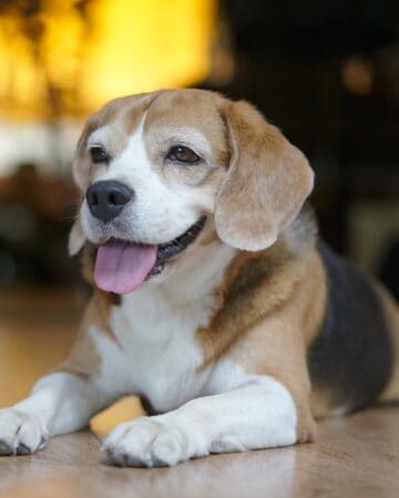 24 Small Dog Breeds With Short Hair (Low Grooming Needs)