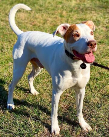 Pointer Pitbull Mix: Information, Pictures, Traits & Facts