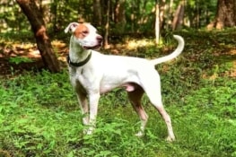 Pointer Pitbull Mix: Information, Pictures, Traits & Facts