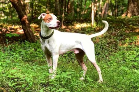 Pointer Pitbull Mix: Information, Pictures, Traits & Facts