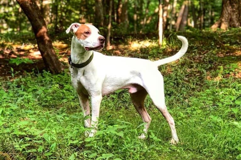Pointer Pitbull Mix: Information, Pictures, Traits & Facts