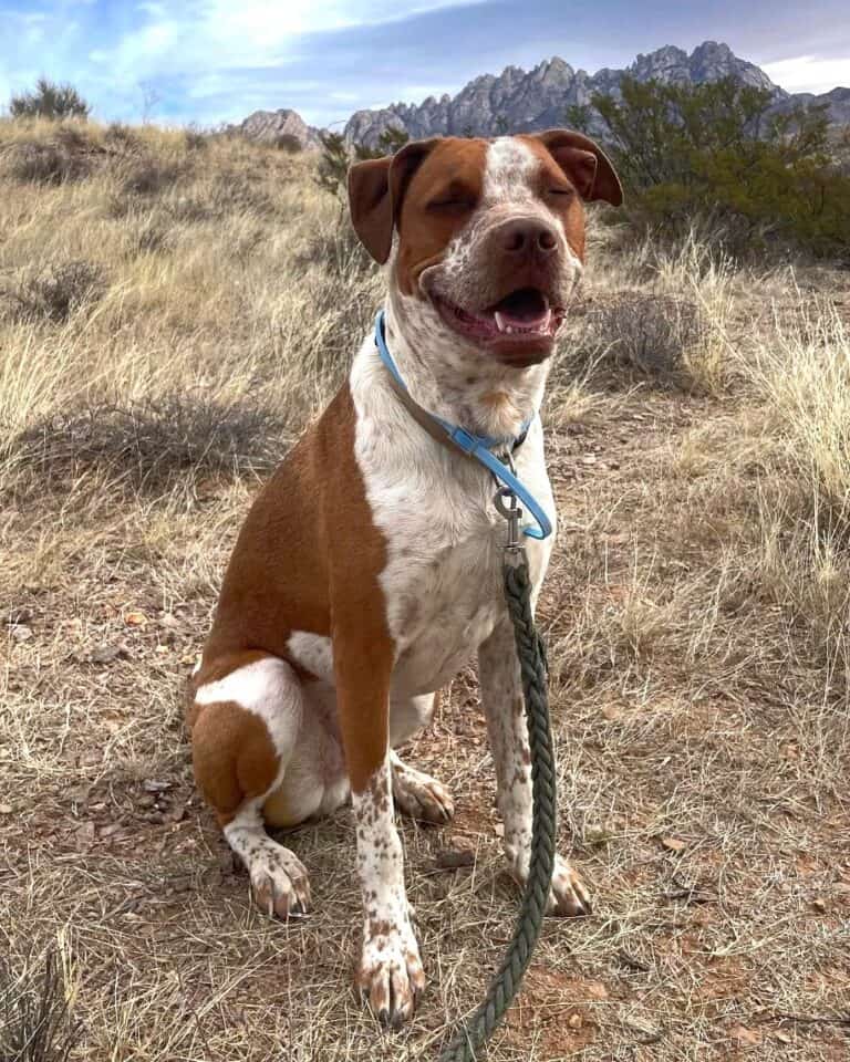 Pointer Pitbull Mix: Information, Pictures, Traits & Facts