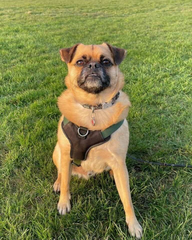 Long-Haired Pug: Myth or Truth? - Everything You Need to Know