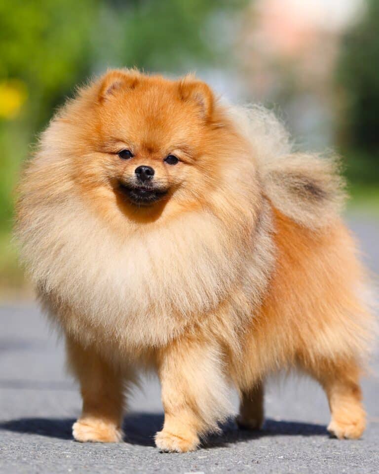 16 Small Dog Breeds With Long Hair (With Pictures)