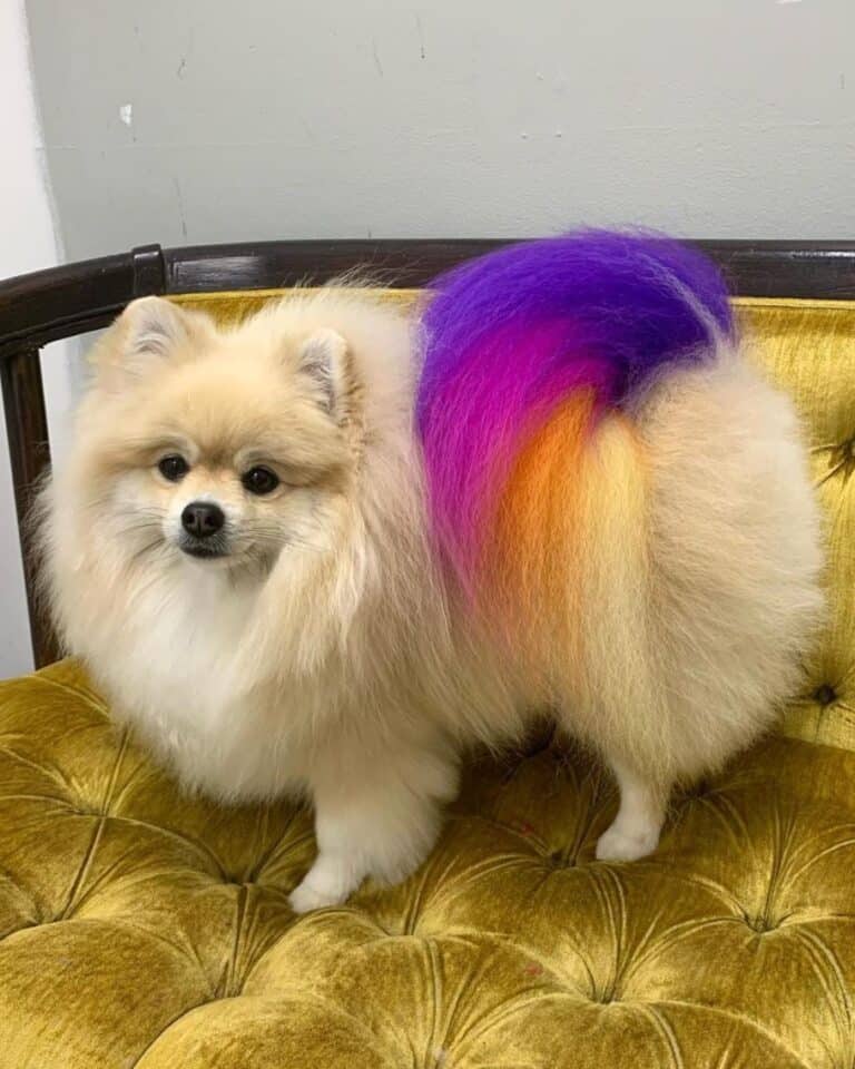 29 Best Pomeranian Haircuts With Pictures! (2025 Updated)