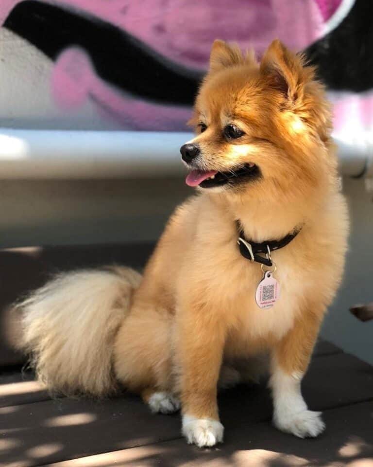 29 Best Pomeranian Haircuts With Pictures! (2025 Updated)