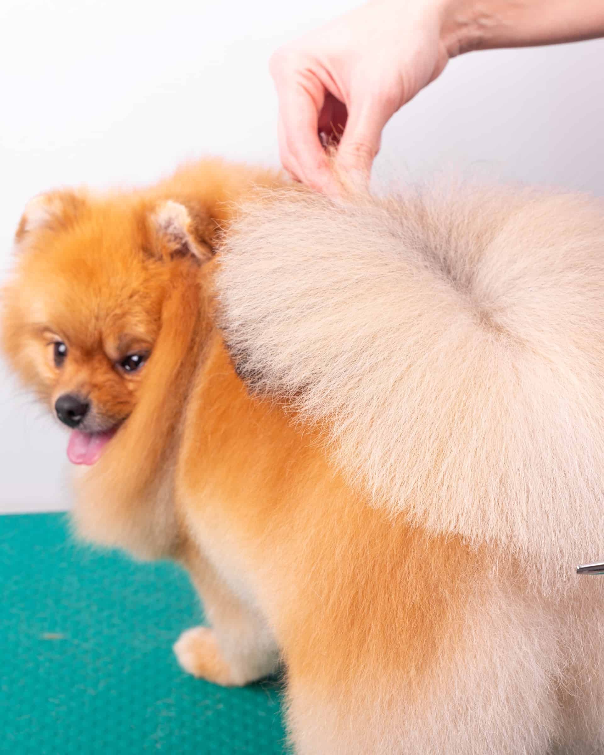 29 Best Pomeranian Haircuts With Pictures! (2023 Updated)