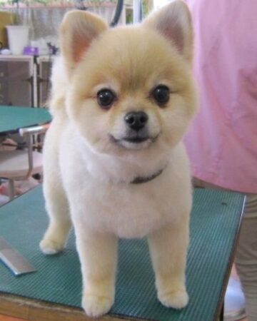 29 Best Pomeranian Haircuts With Pictures! (2025 Updated)