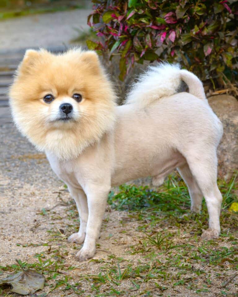 29 Best Pomeranian Haircuts With Pictures! (2025 Updated)
