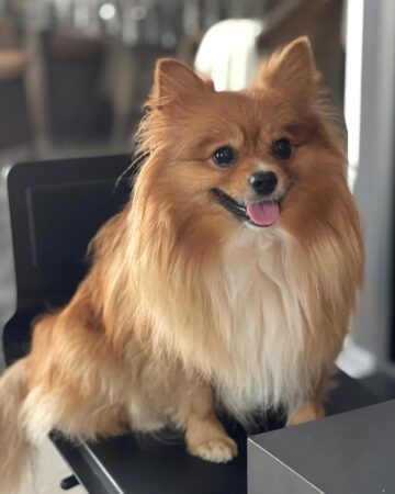 29 Best Pomeranian Haircuts With Pictures! (2025 Updated)