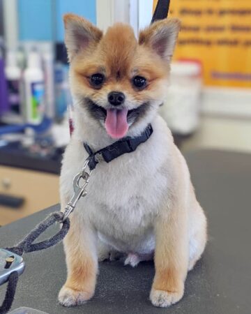 29 Best Pomeranian Haircuts With Pictures! (2025 Updated)
