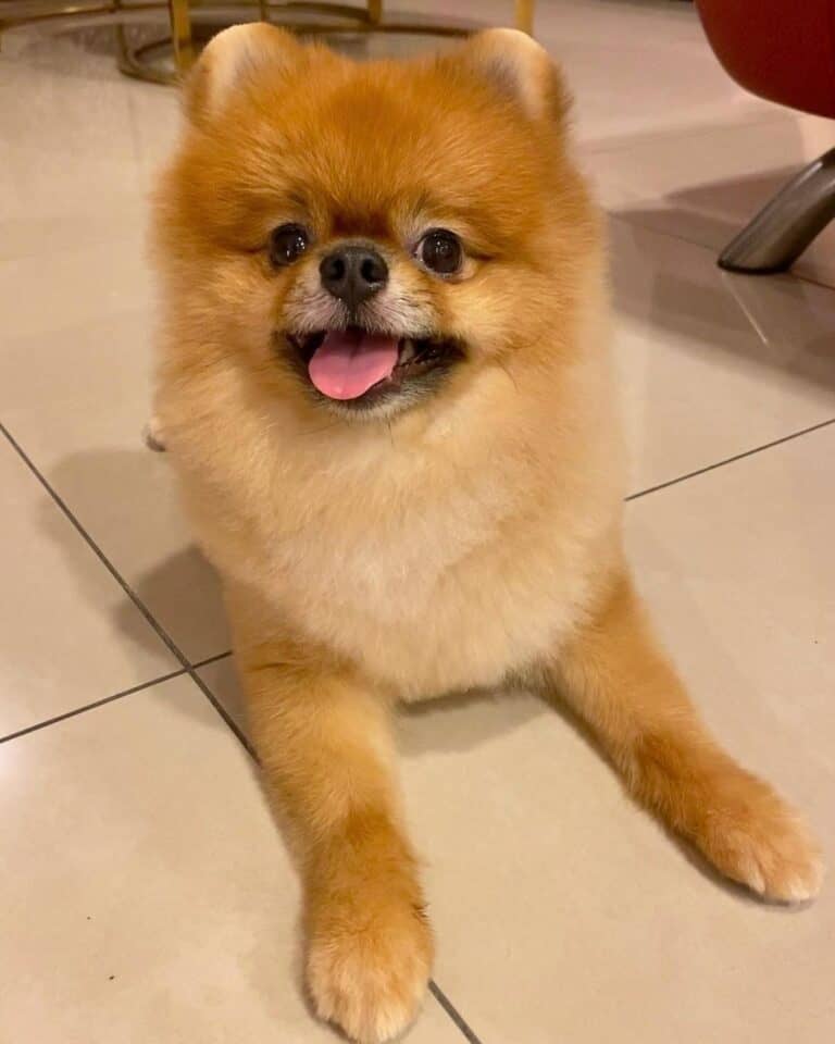 29 Best Pomeranian Haircuts With Pictures! (2025 Updated)