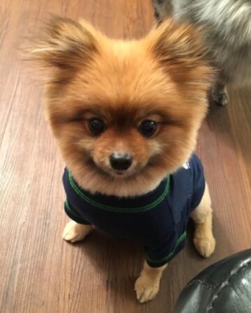 29 Best Pomeranian Haircuts With Pictures! (2025 Updated)