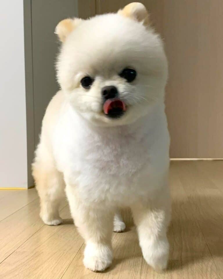 29 Best Pomeranian Haircuts With Pictures! (2025 Updated)