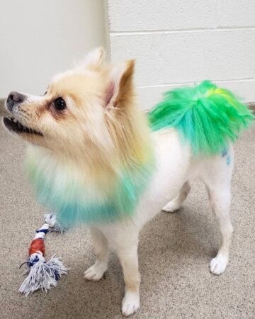 29 Best Pomeranian Haircuts With Pictures! (2025 Updated)