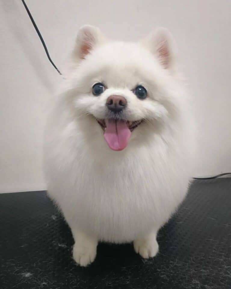 29 Best Pomeranian Haircuts With Pictures! (2025 Updated)