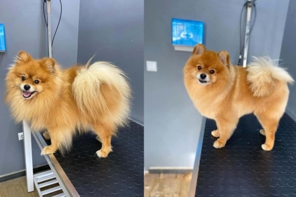 29 Best Pomeranian Haircuts With Pictures! (2025 Updated)