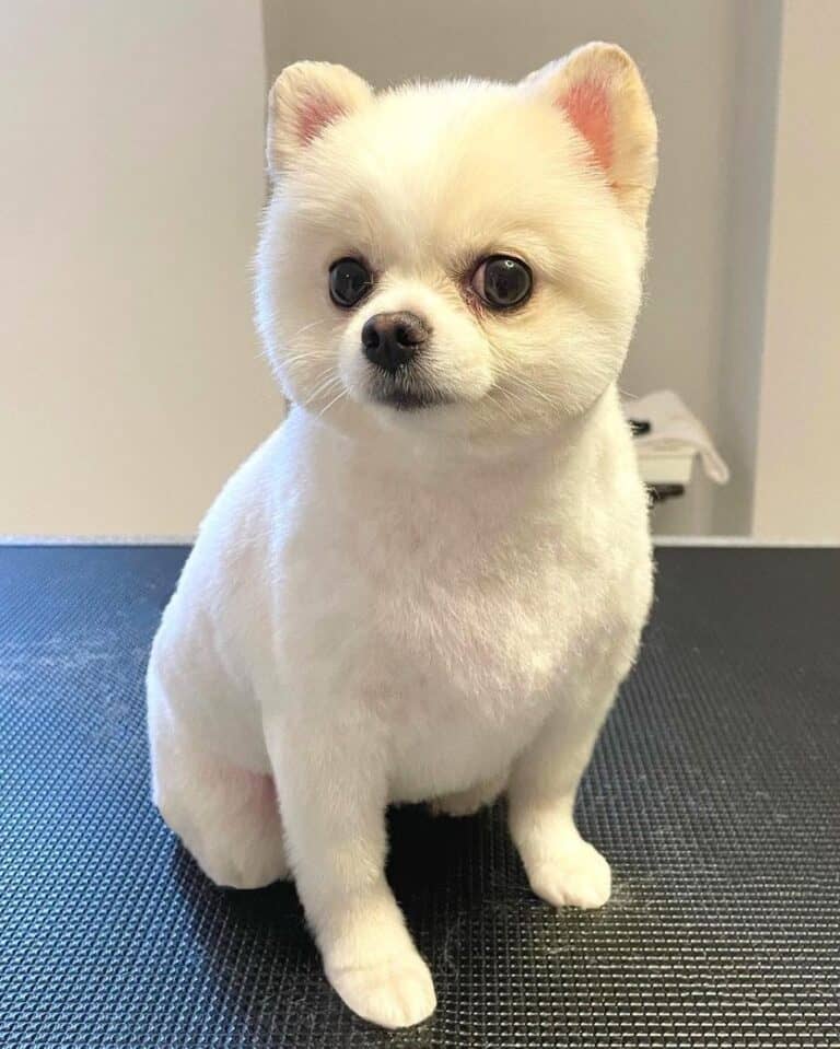 29 Best Pomeranian Haircuts With Pictures! (2025 Updated)