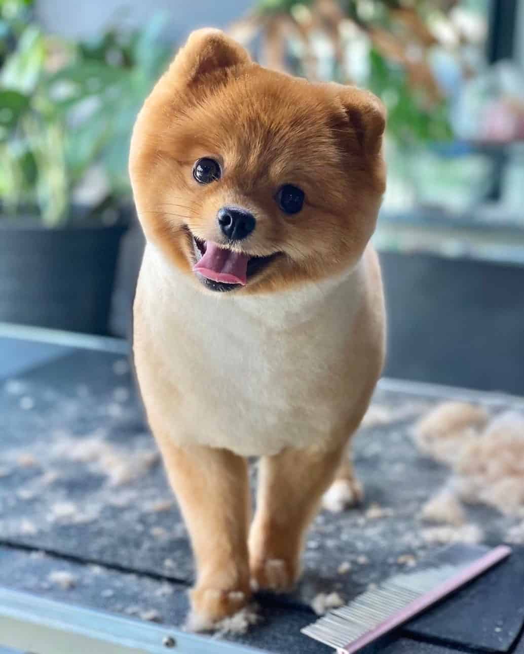 29 Best Pomeranian Haircuts With Pictures! (2025 Updated)