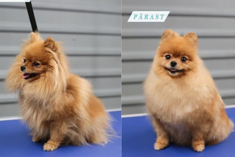 29 Best Pomeranian Haircuts With Pictures! (2025 Updated)