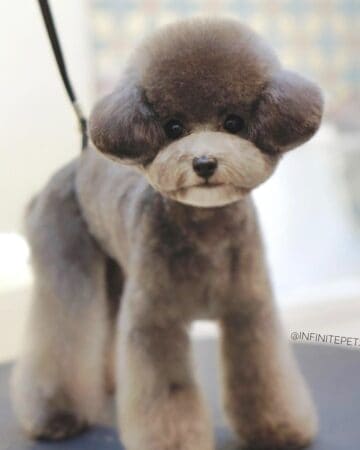 43 Best Poodle Haircuts With Pictures! (2025 Updated)