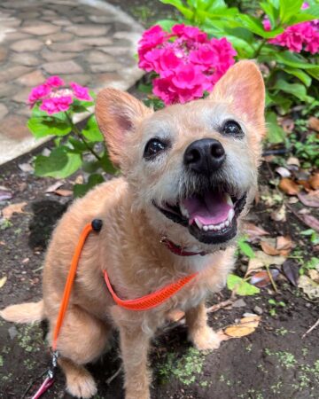 French Bulldog Poodle Mix (French Boodle): Pictures & Facts